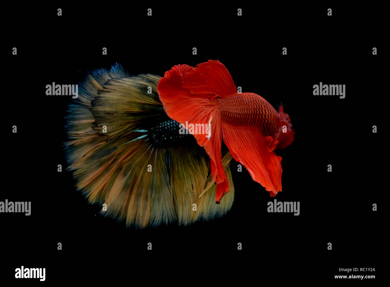 Betta fish fighter Stock Photo - Alamy