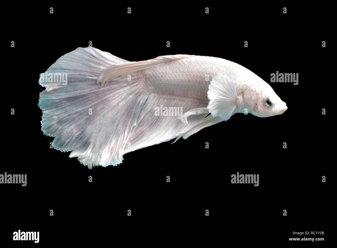 Betta fish fighter Stock Photo - Alamy