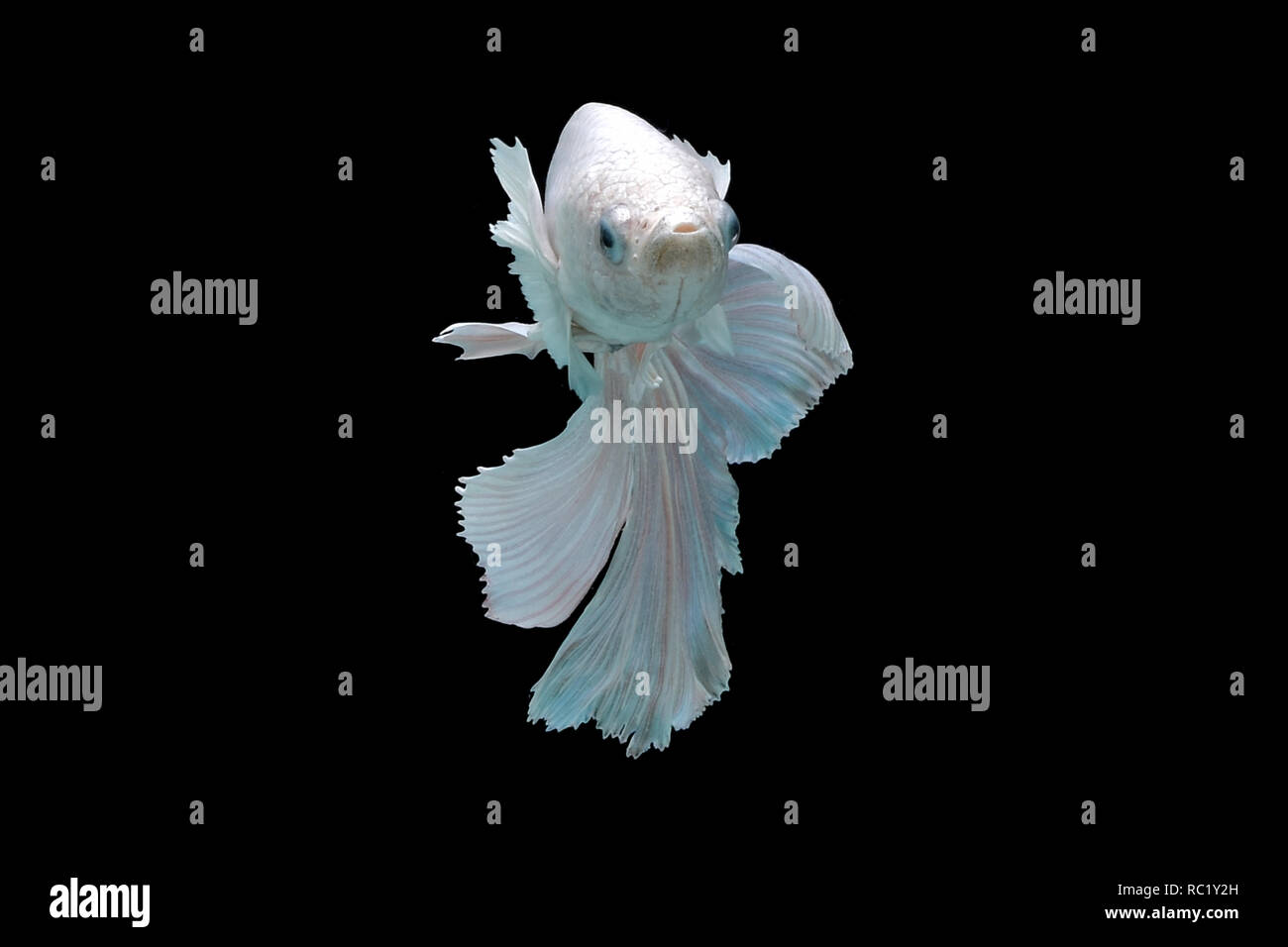 Betta fish fighter Stock Photo - Alamy