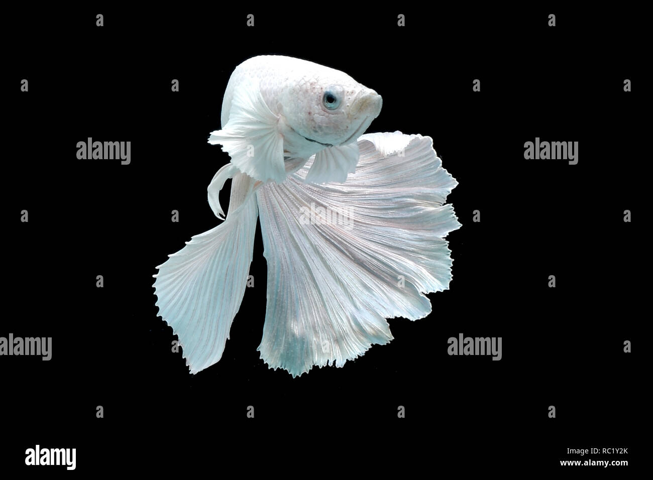 Colourful thai fighting fish hi-res stock photography and images - Alamy