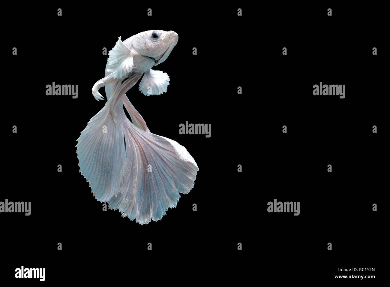 Betta fish fighter Stock Photo - Alamy