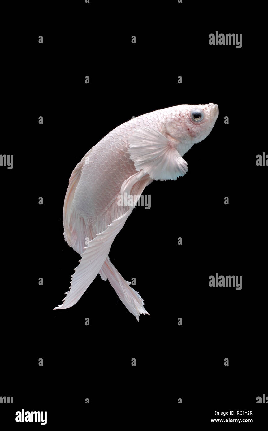 Betta fish fighter Stock Photo - Alamy