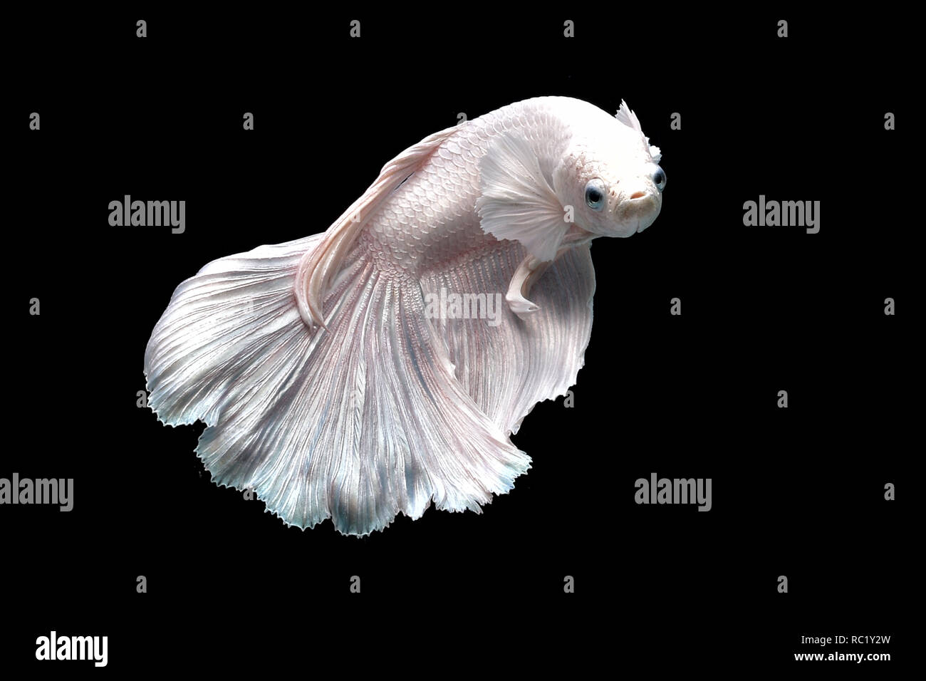 Red and blue betta fish hi-res stock photography and images - Alamy