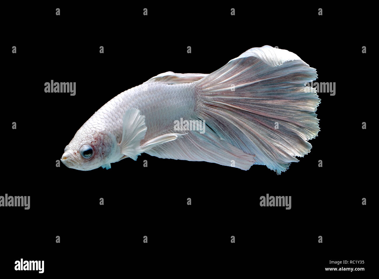 Betta fish fighter Stock Photo - Alamy
