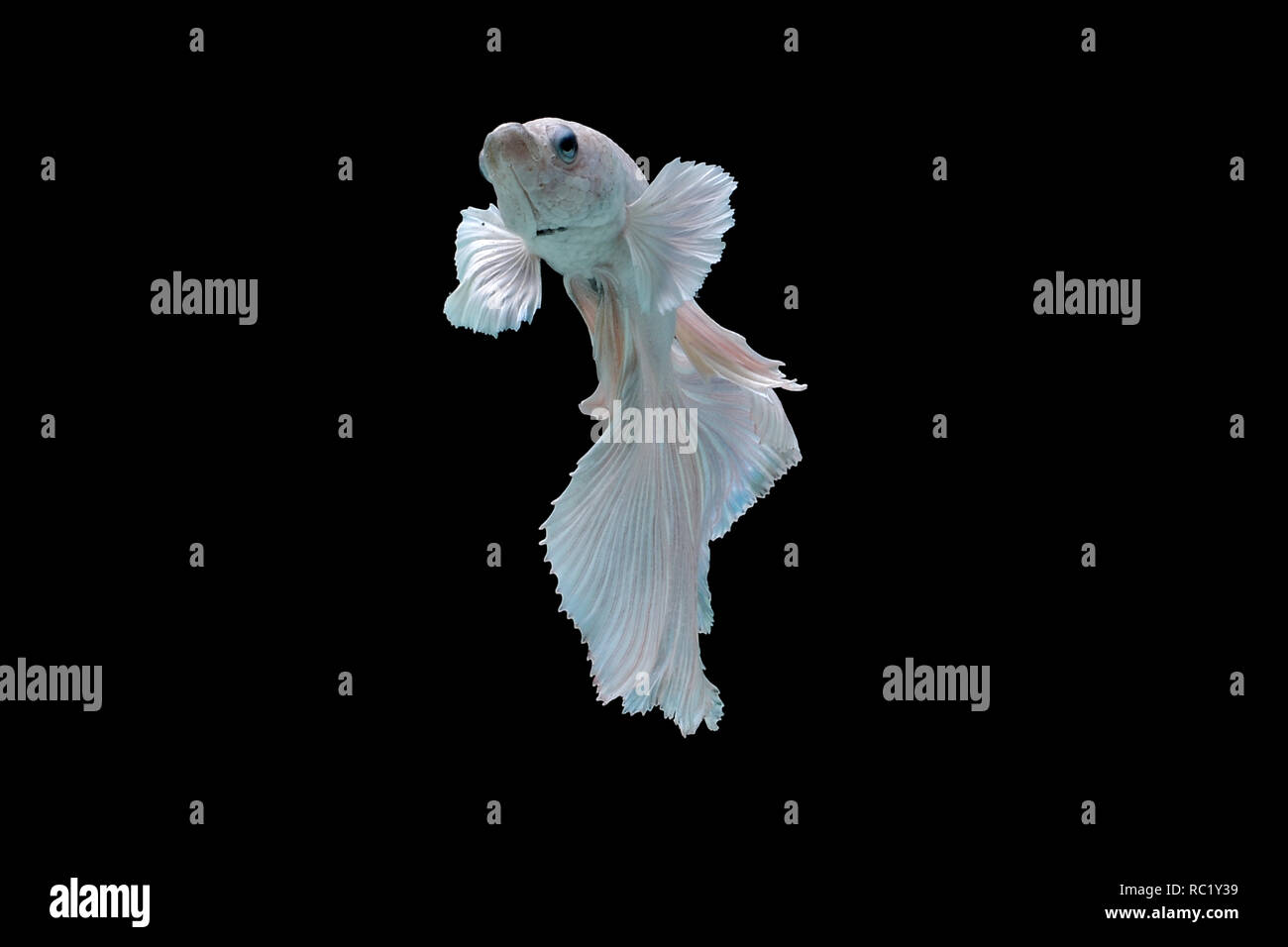 Betta fish male fancy green hi-res stock photography and images - Alamy