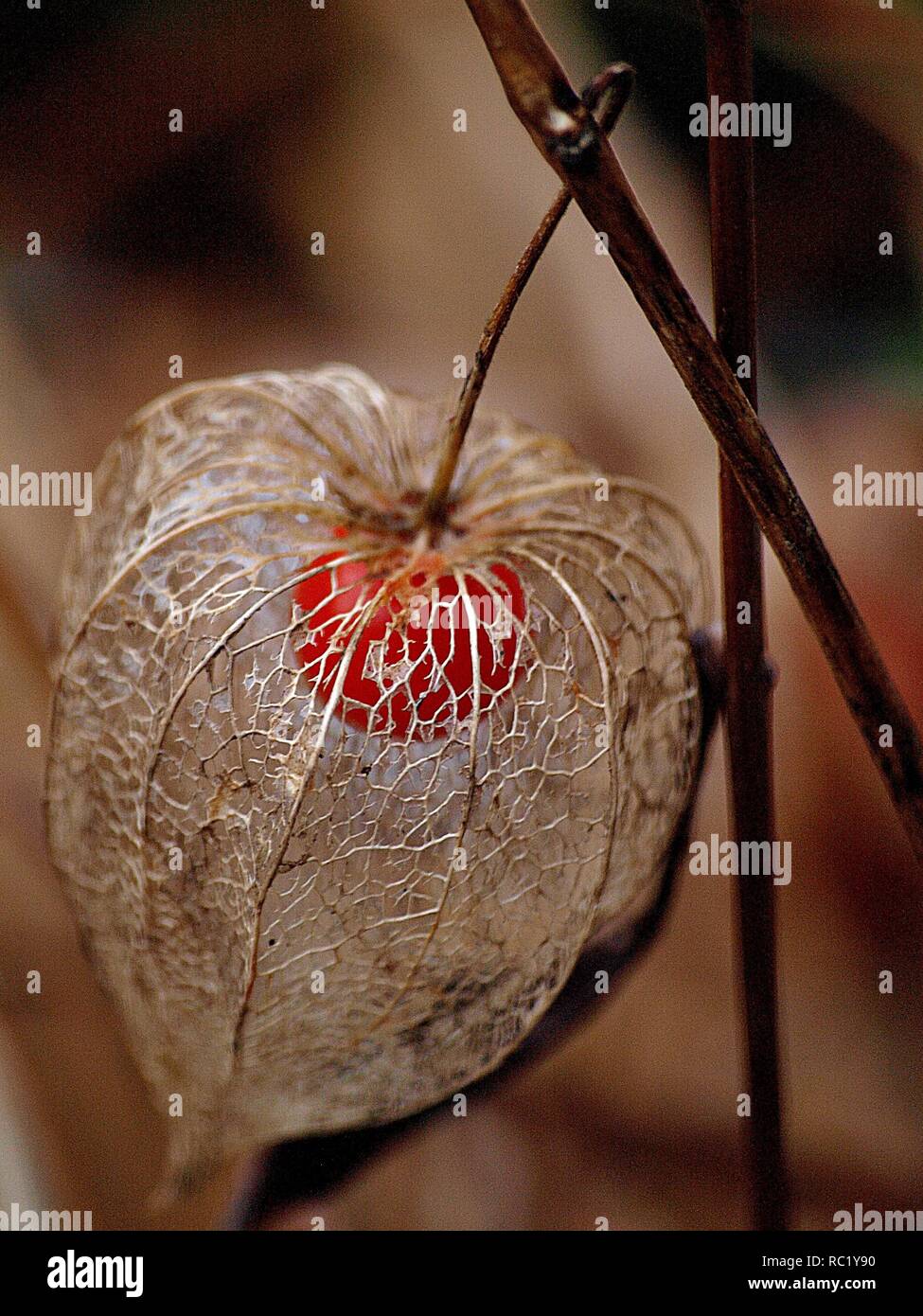 Lampion flower hi-res stock photography and images - Alamy