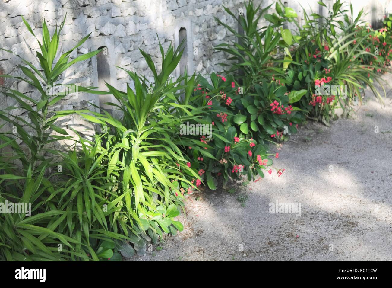 Plants in the ground on the street (Ari Atoll, Maldives Stock Photo - Alamy