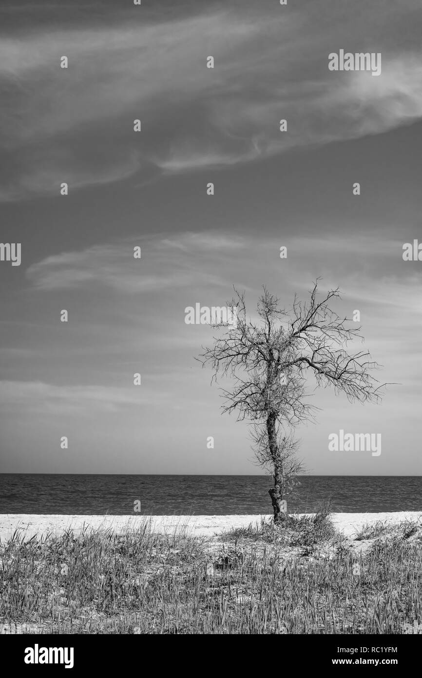 Tree grass on beach Black and White Stock Photos & Images - Alamy