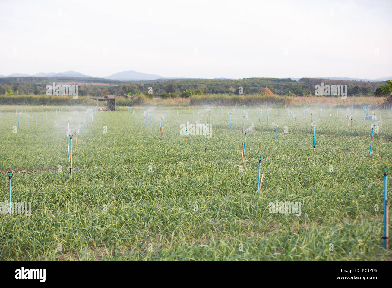 The onion farming plot with water droplets from the outside spiners ...