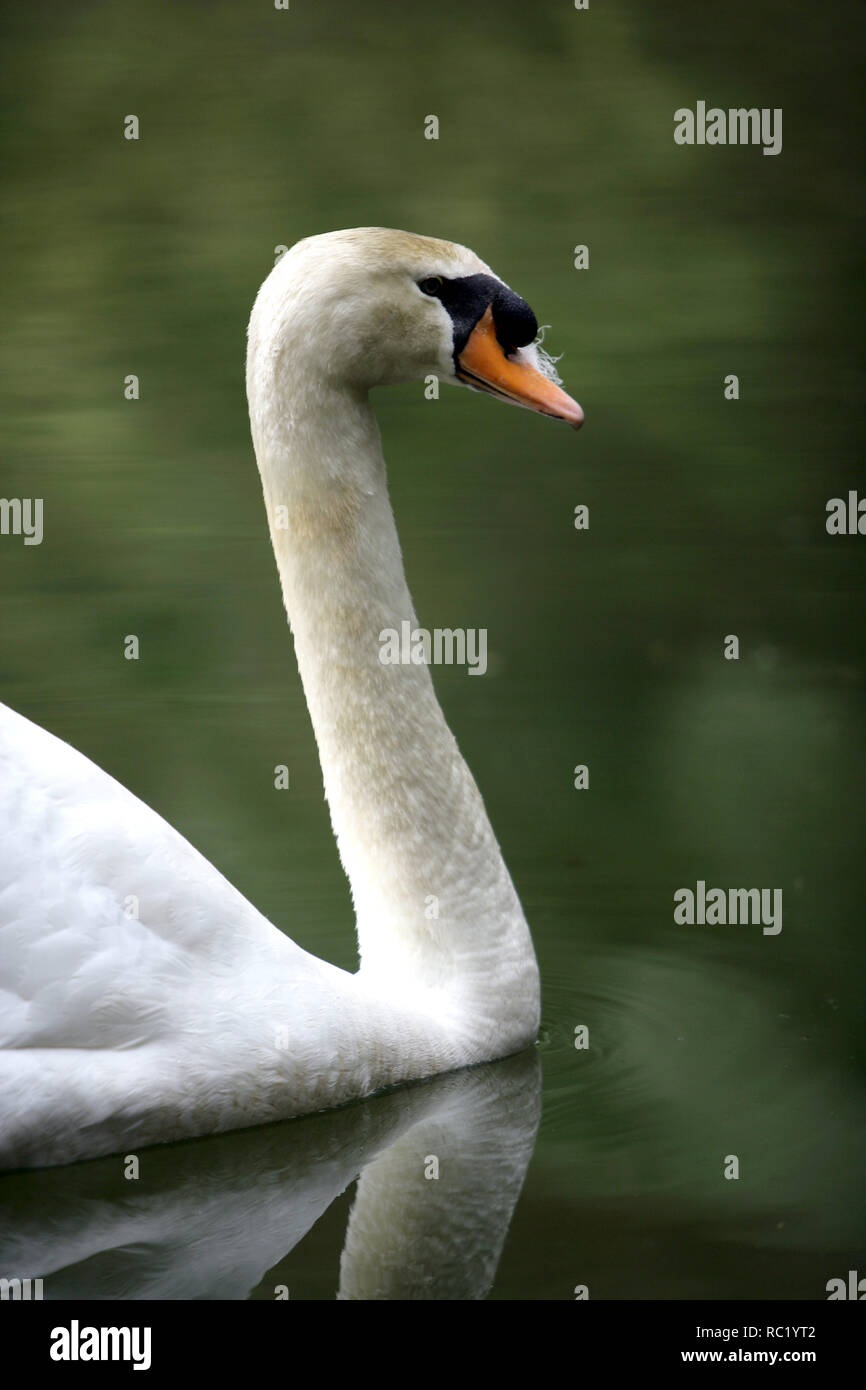 A great place to visit, the St. Michael Island, in Azores, Portugal ...