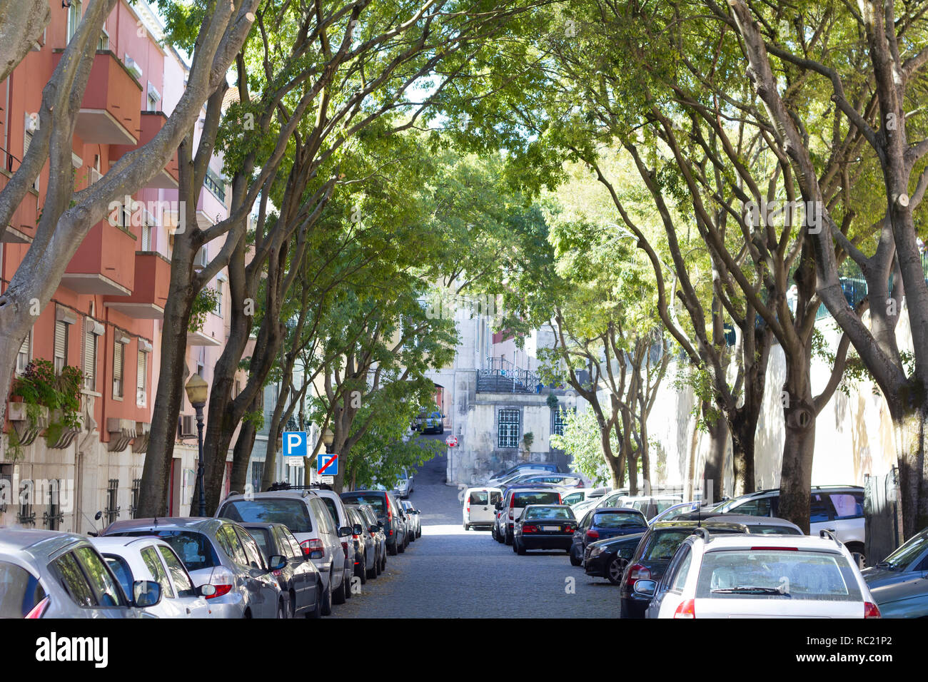 Beautiful alleyway in Lisbon, Portugal. Calm street with tall trees ...