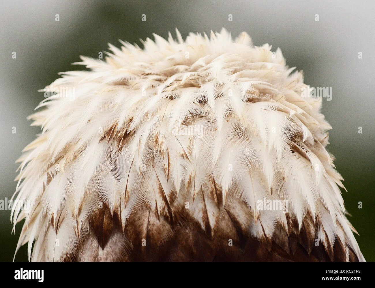 Bald Eagle Feathers (Ptilopsis leucotis Stock Photo - Alamy