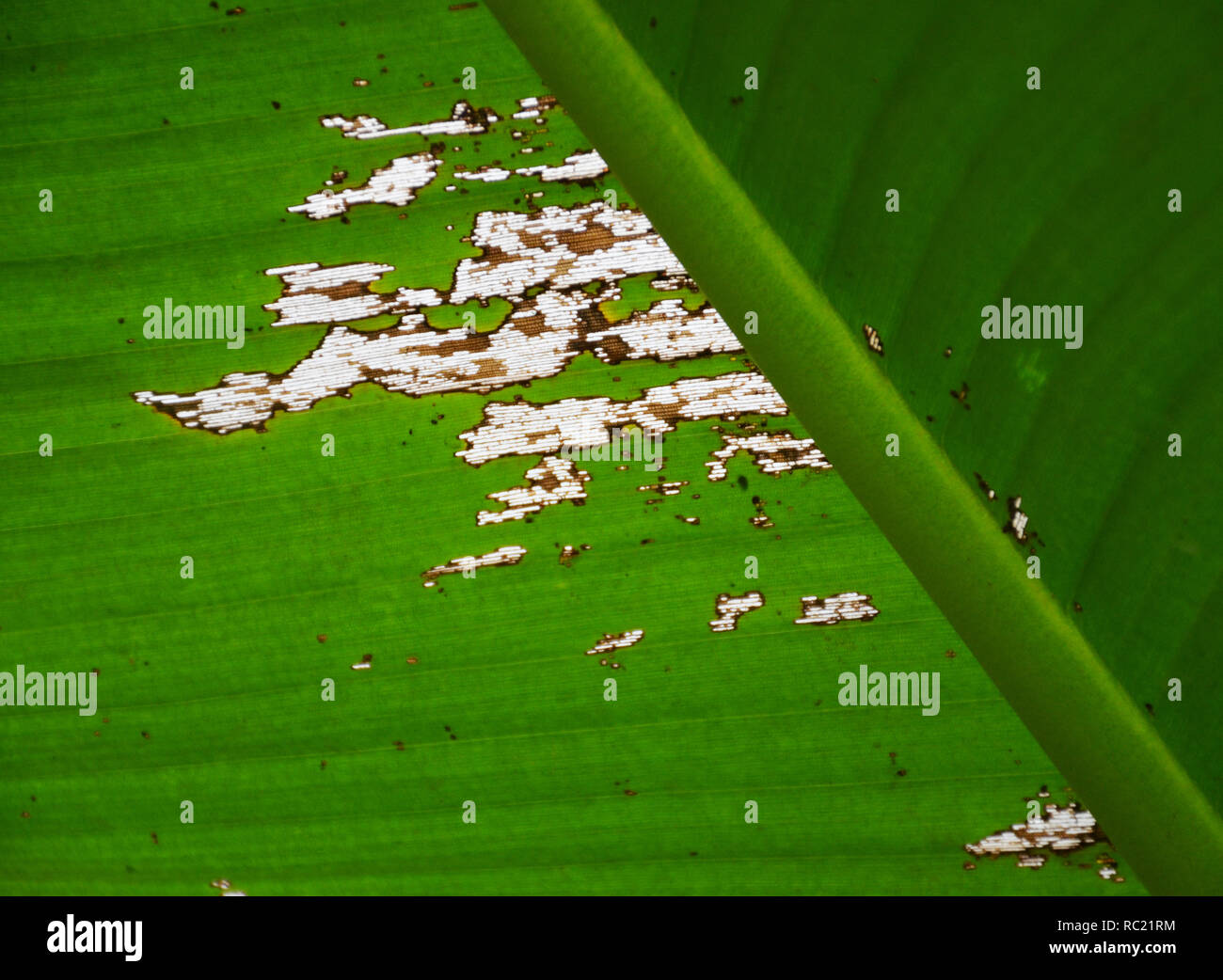 Caterpillar Damaged Leaf Stock Photo - Alamy