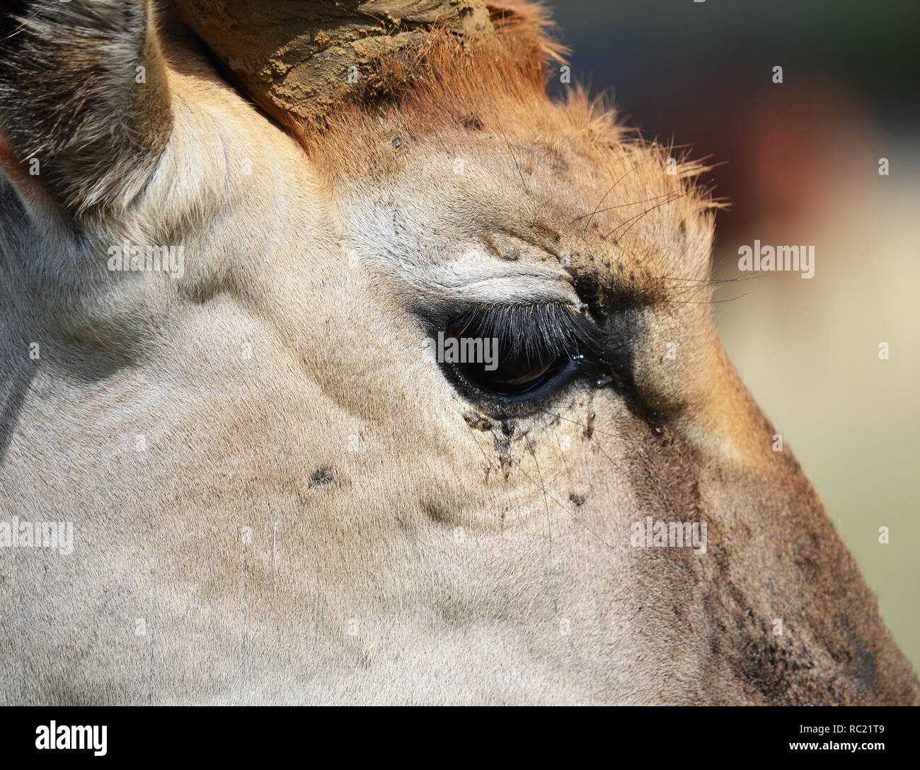 Eastern Mountain Bongo Antelope Eye (Tragelaphus eurycerus Stock Photo ...