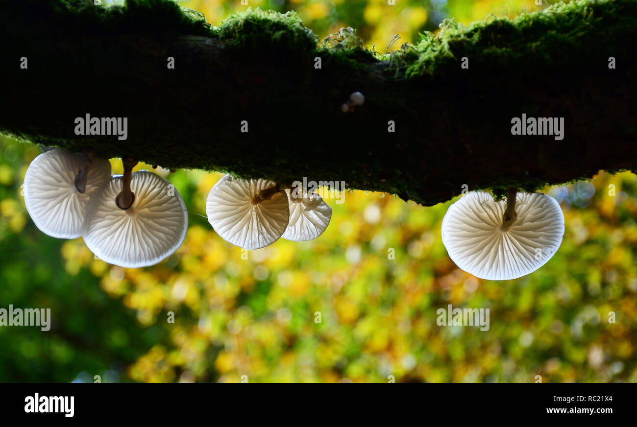 Fungi backlit hi-res stock photography and images - Alamy
