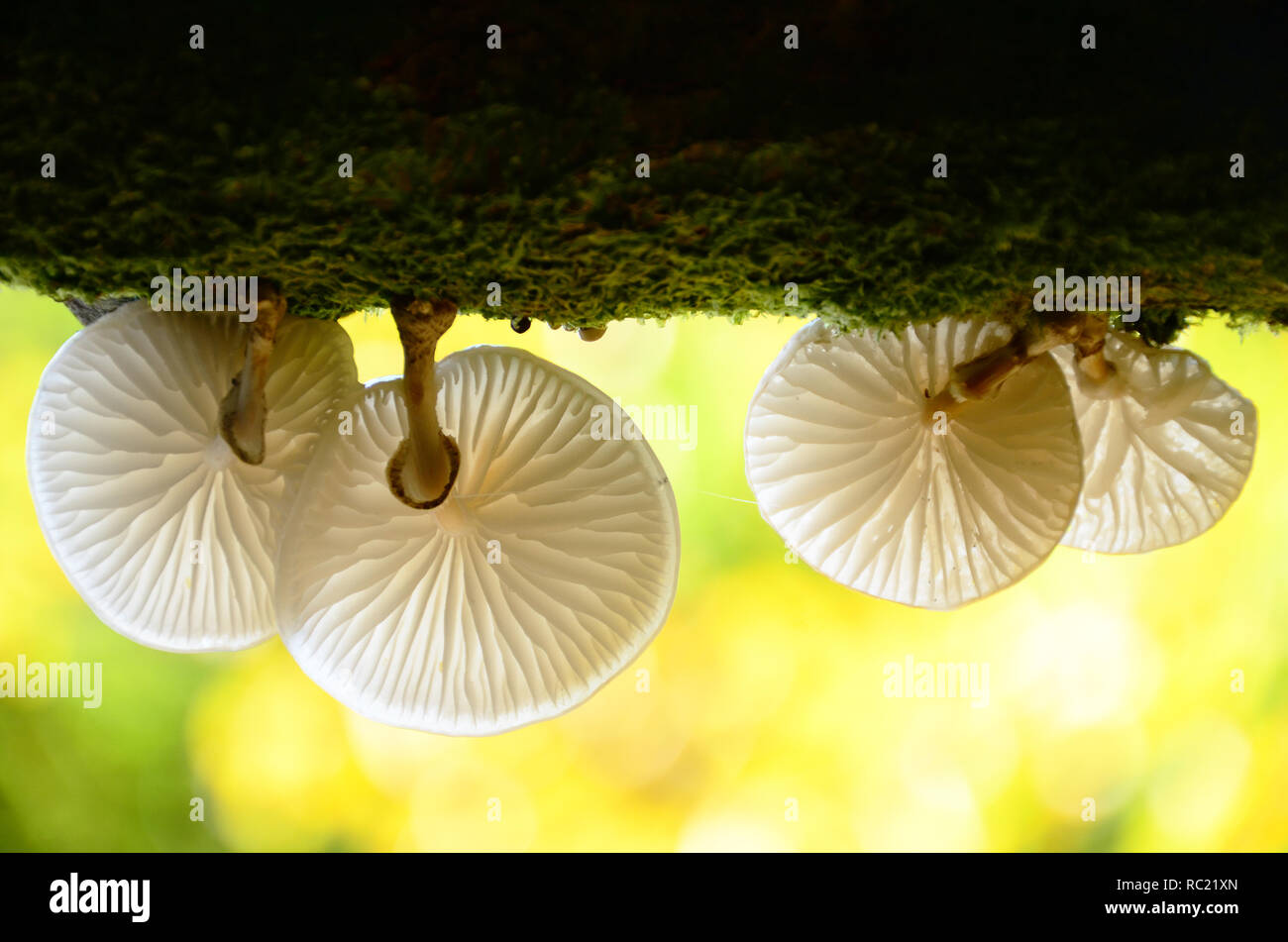 White fungi hi-res stock photography and images - Alamy