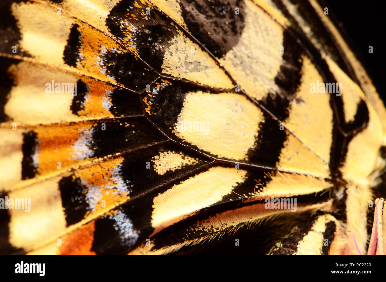 Lime swallowtail butterfly hi-res stock photography and images - Alamy