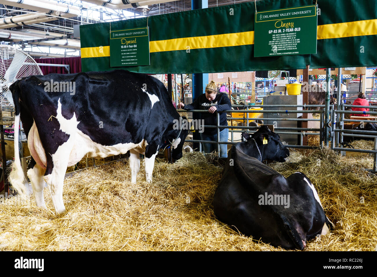 Harrisburg pa dairy cattle hi-res stock photography and images - Alamy
