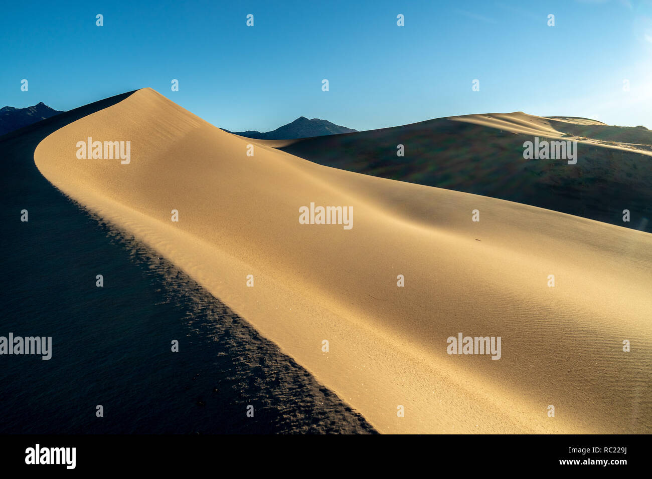 Wind carved ridge in a sand dune, Kelso Sand Dunes, Mojave National ...