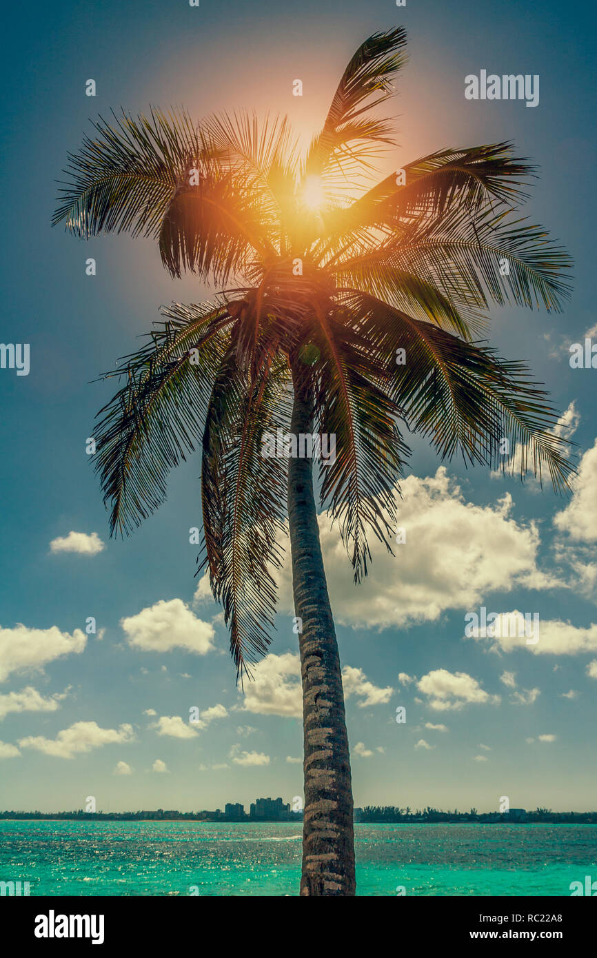 Tropical island in Bahamas. View on the beach with palm tree. Vacation ...