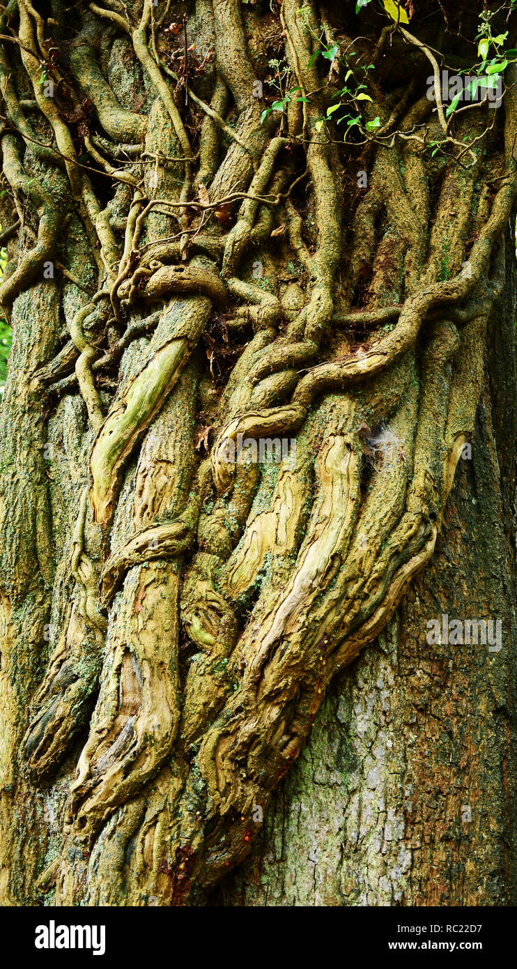 Twisted Tree Trunk Stock Photo - Alamy