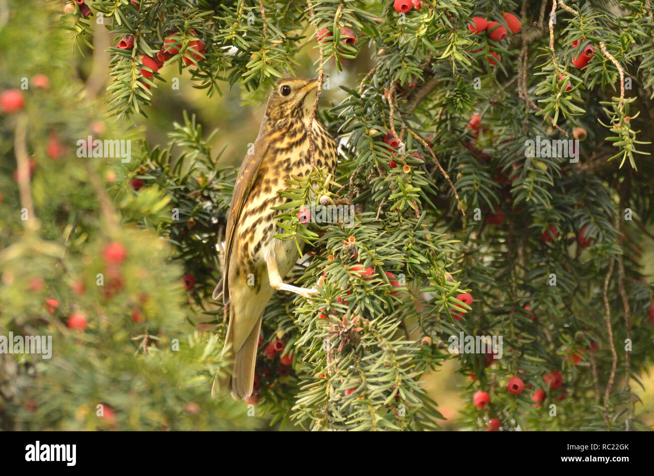 Bird yew tree hi-res stock photography and images - Alamy