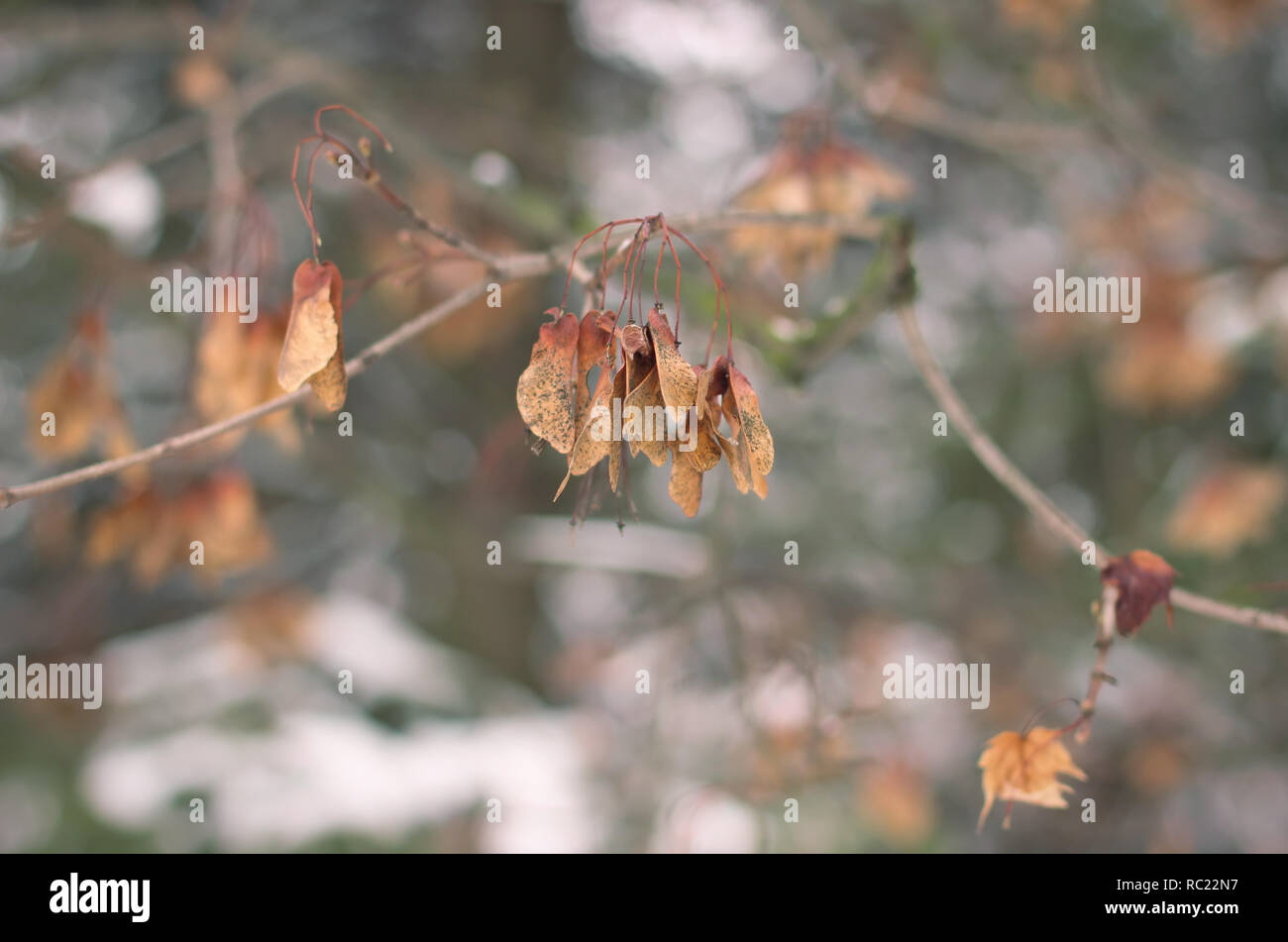 Brown sycamore seeds Stock Photo - Alamy