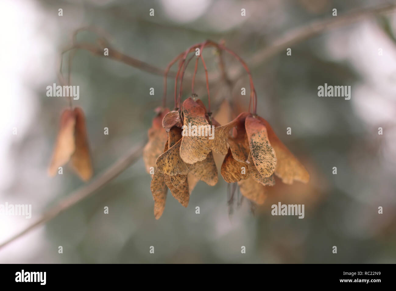 Brown sycamore seeds Stock Photo - Alamy
