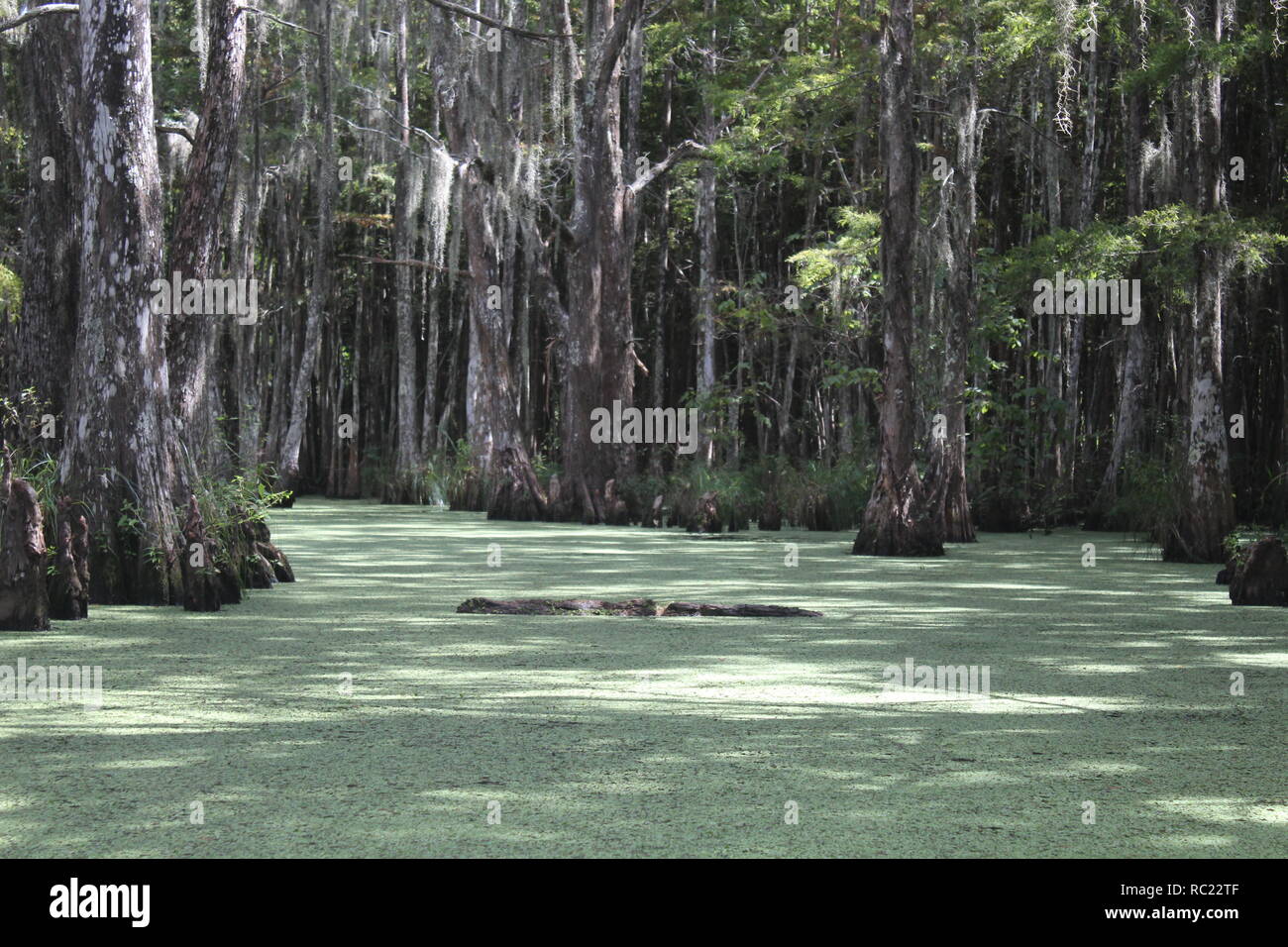 Louisiana bayou hi-res stock photography and images - Alamy