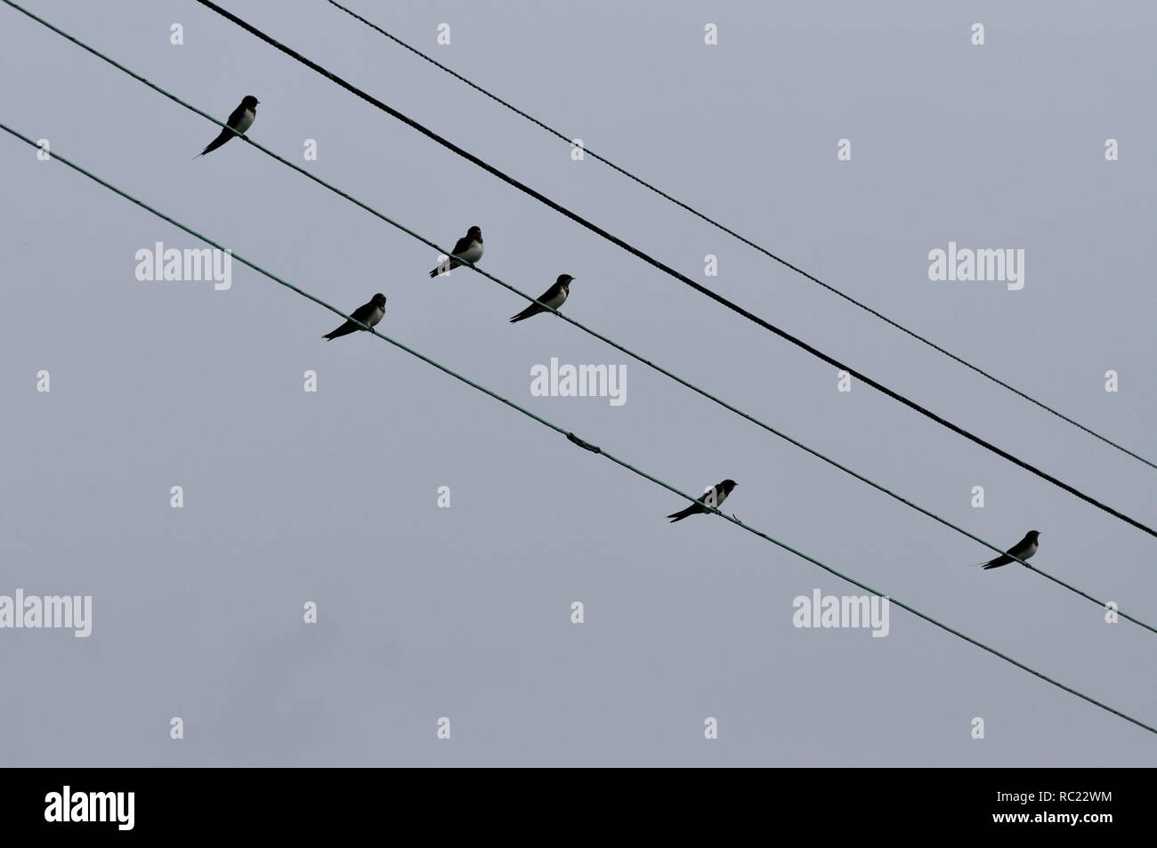 Birds on overhead wires Stock Photo - Alamy