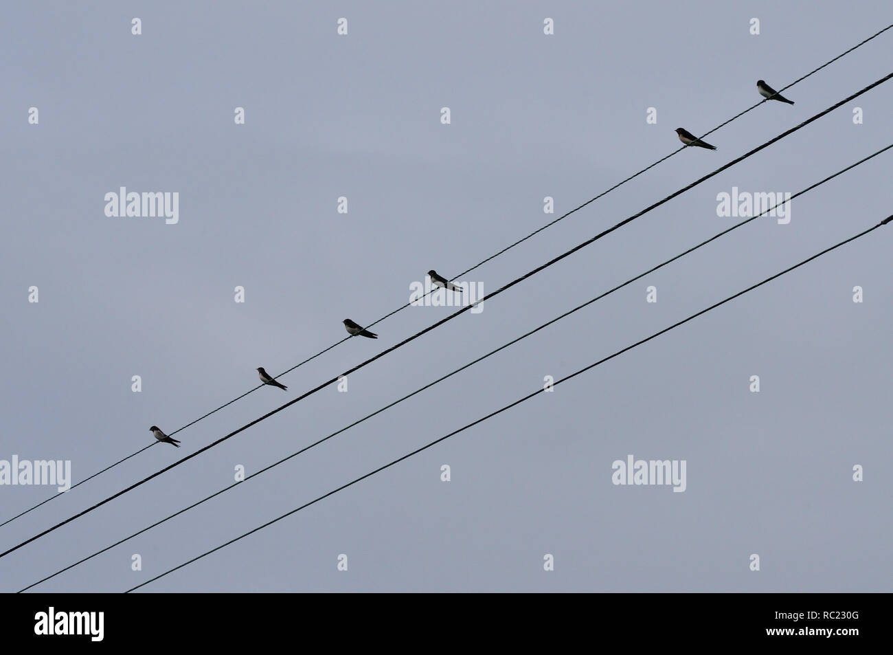 Birds on overhead wires Stock Photo - Alamy