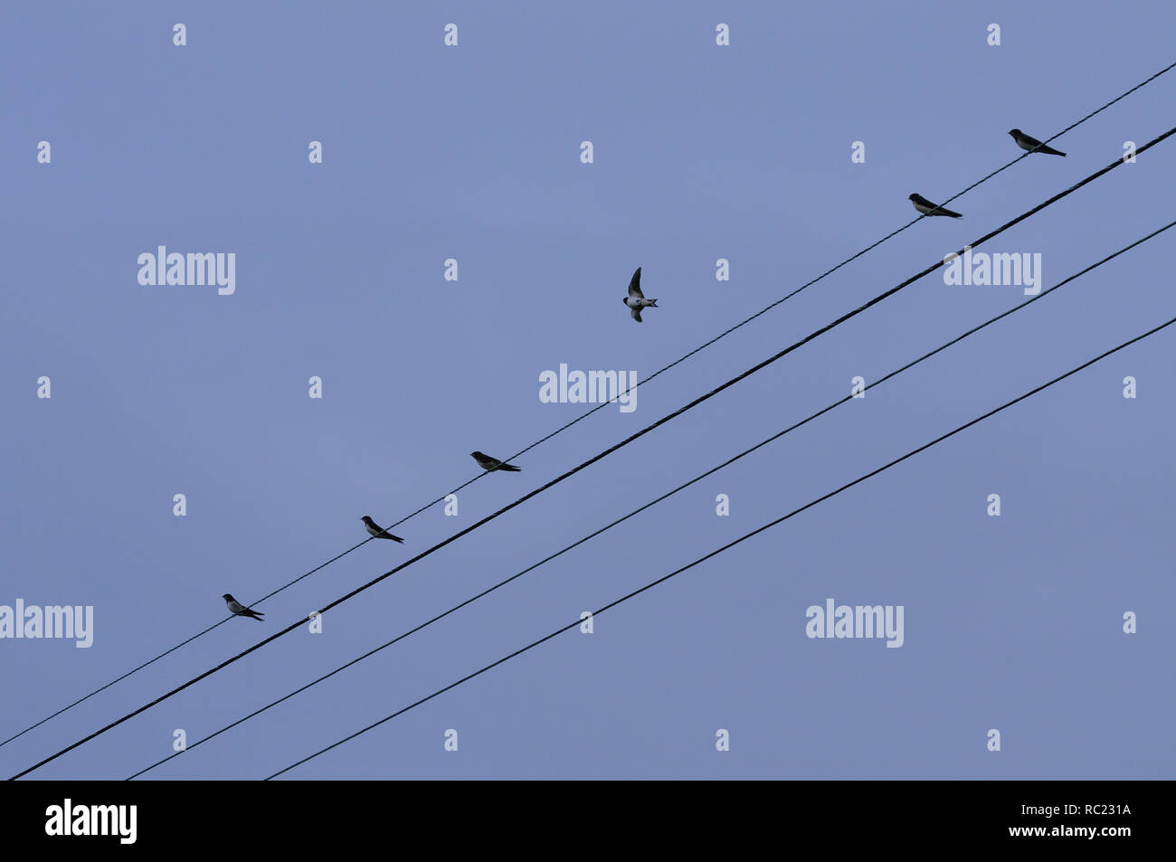 Birds on overhead wires Stock Photo - Alamy