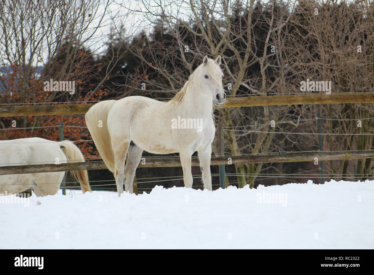 Run gallop hi-res stock photography and images - Alamy