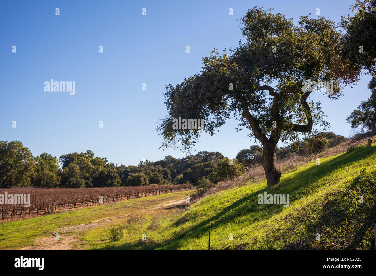 Vineyard of the Santa Maria valley, California Stock Photo - Alamy