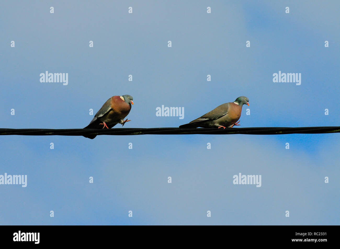 Mating pair of pigeons hi-res stock photography and images - Alamy