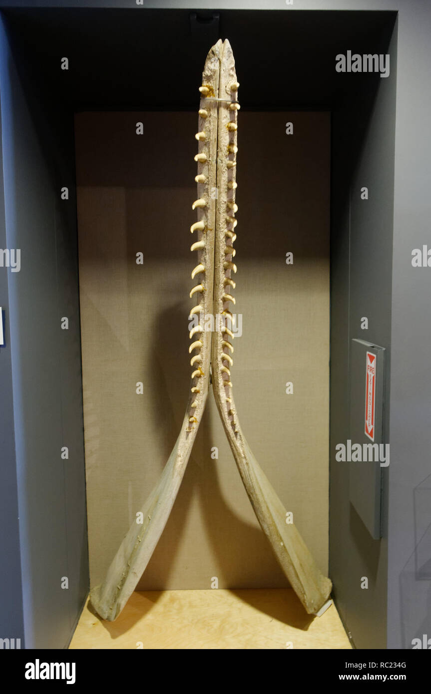 Exhibits in the Whaling Museum New Bedford, Massachusetts Stock Photo ...