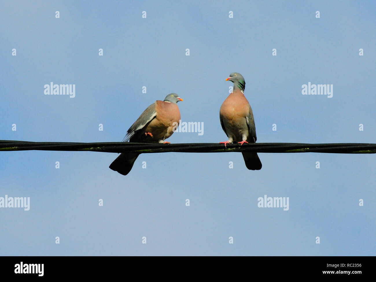 A pair of courting pigeons on an overhead cable Stock Photo - Alamy