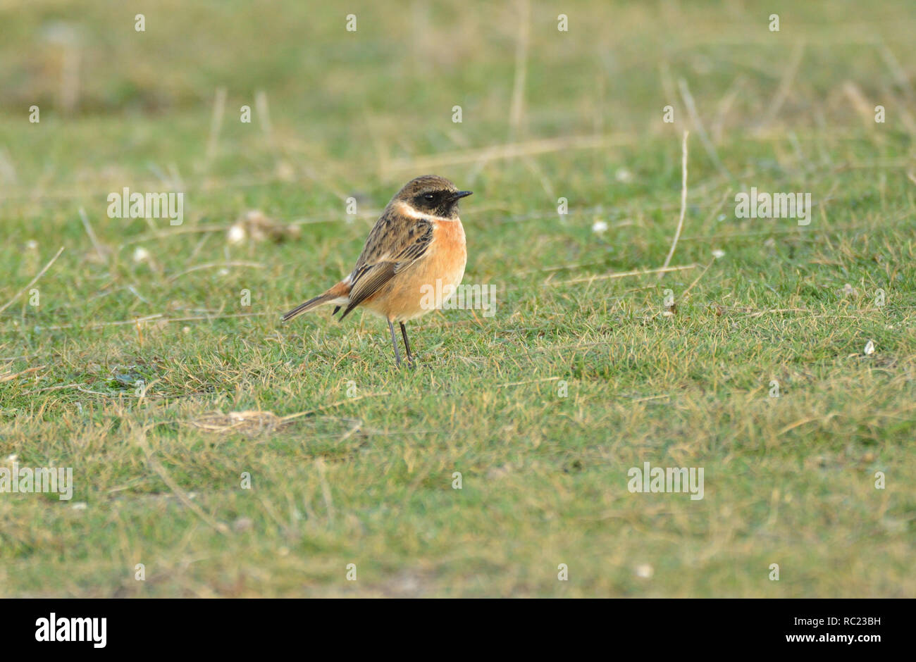Male European Stonechat High Resolution Stock Photography and Images ...