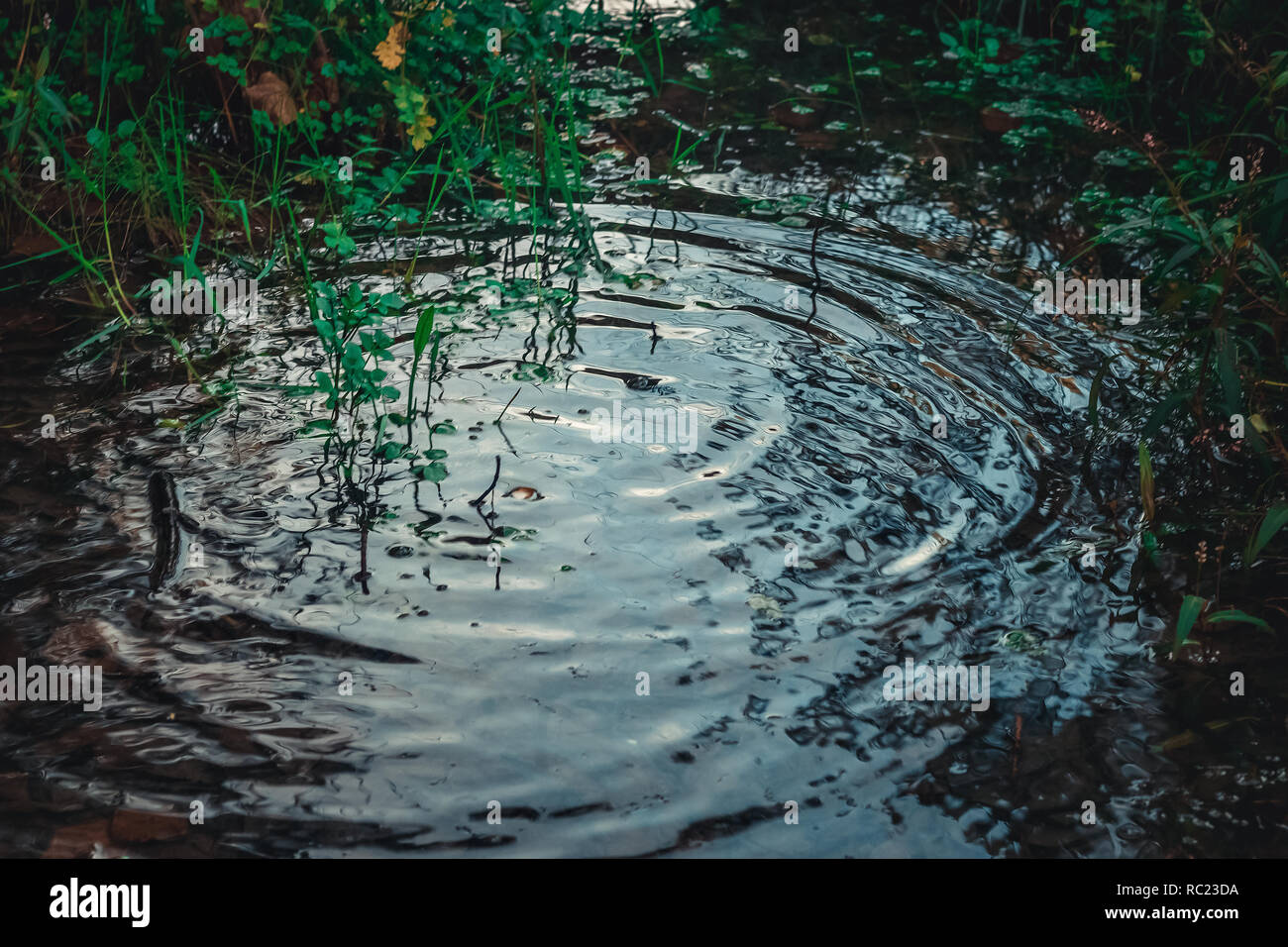 Rain drops rippling in a puddle Stock Photo - Alamy
