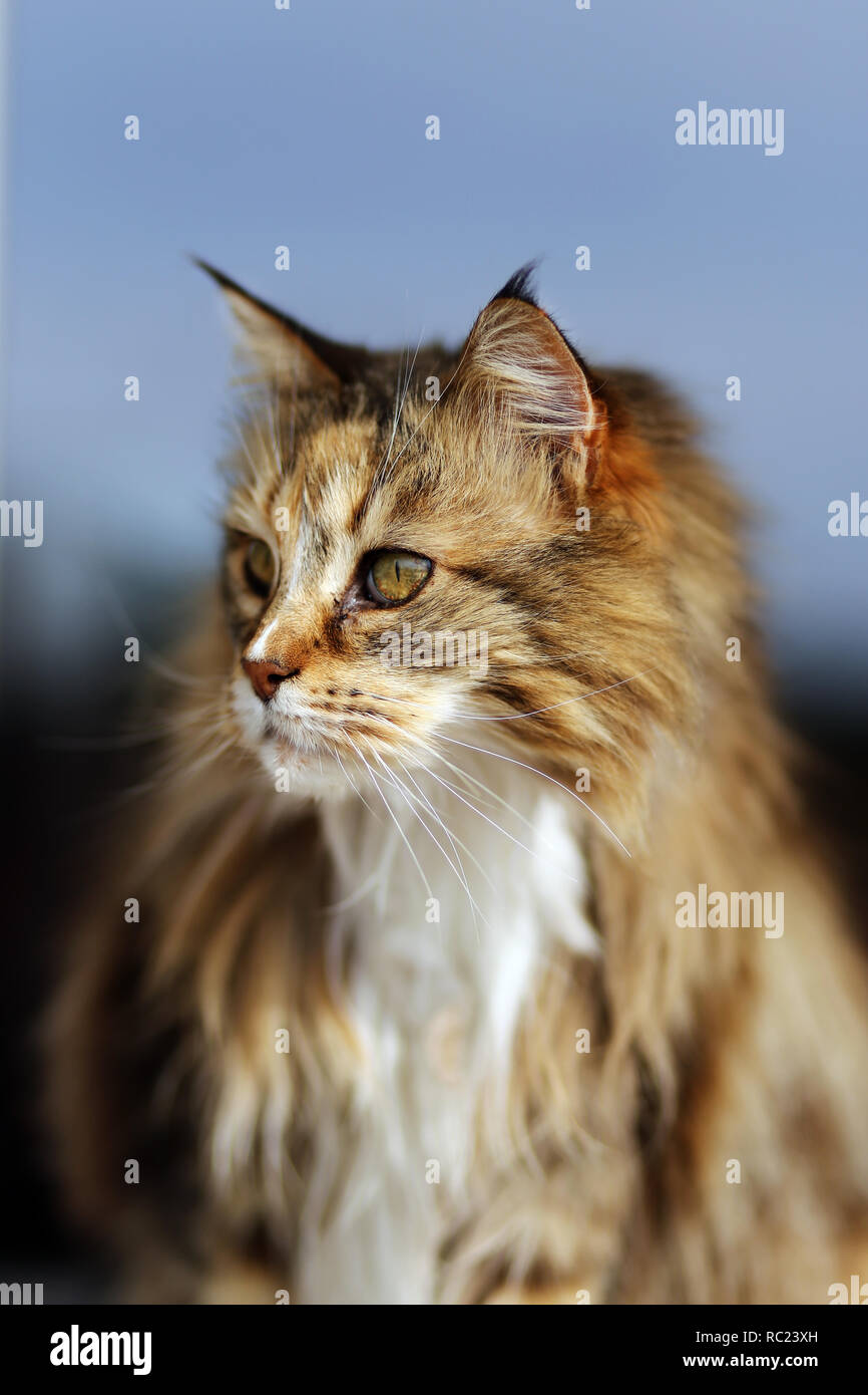 Vertical head portrait of a beautiful proud purebred female cat on ...