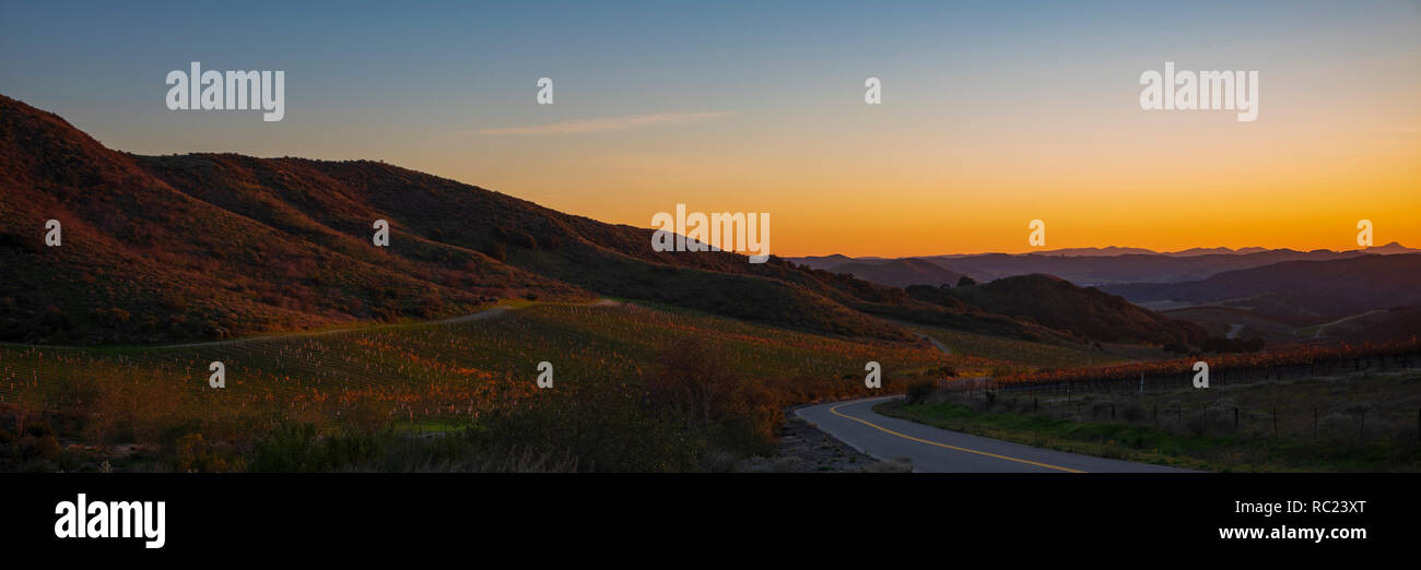 Vineyard of the Santa Maria valley, California Stock Photo - Alamy