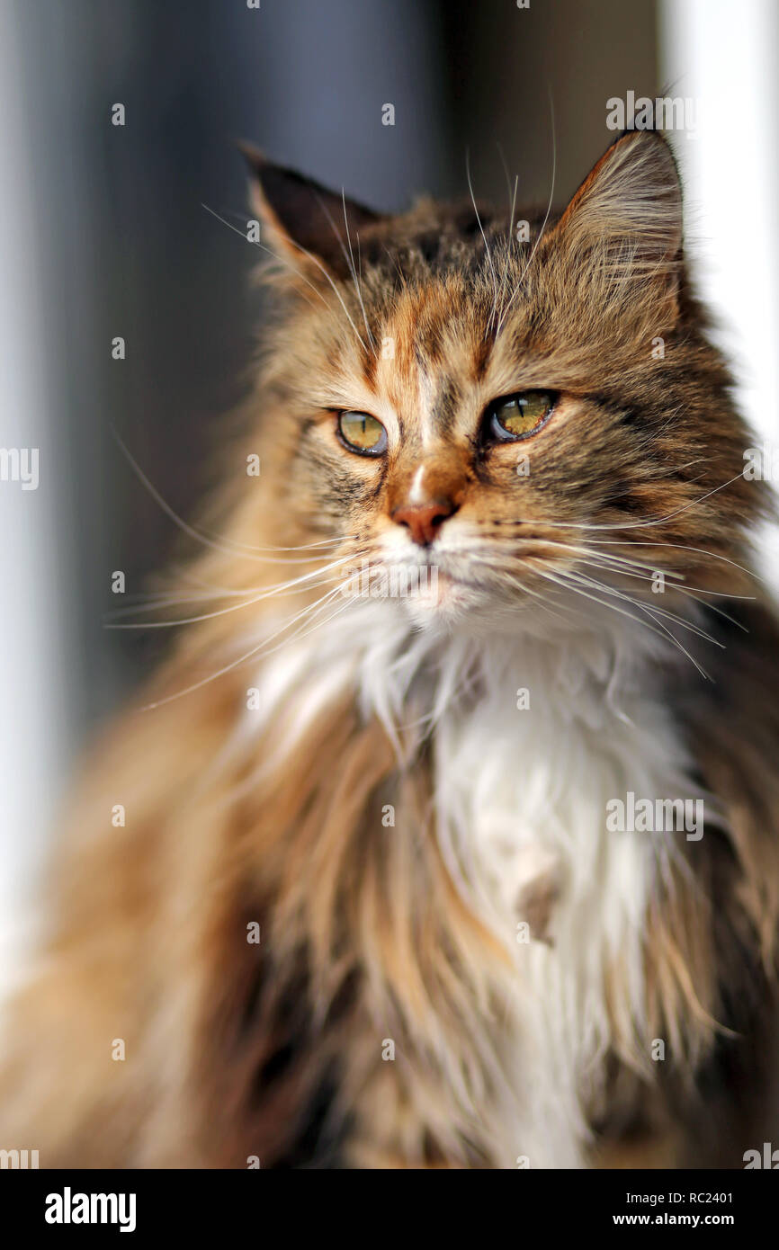 Vertical head portrait of a beautiful proud purebred female cat on ...