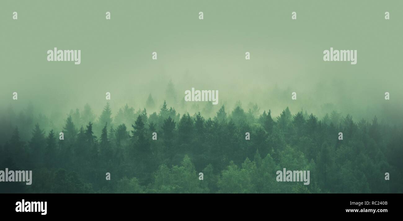 Foggy Forest Panorama. Scenic Forestry and Low Elevated Clouds Stock ...