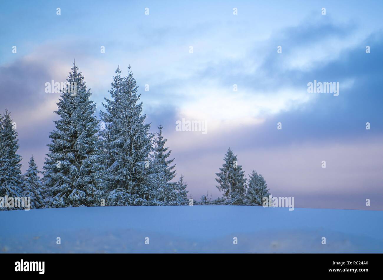 Winter foliage hi-res stock photography and images - Alamy