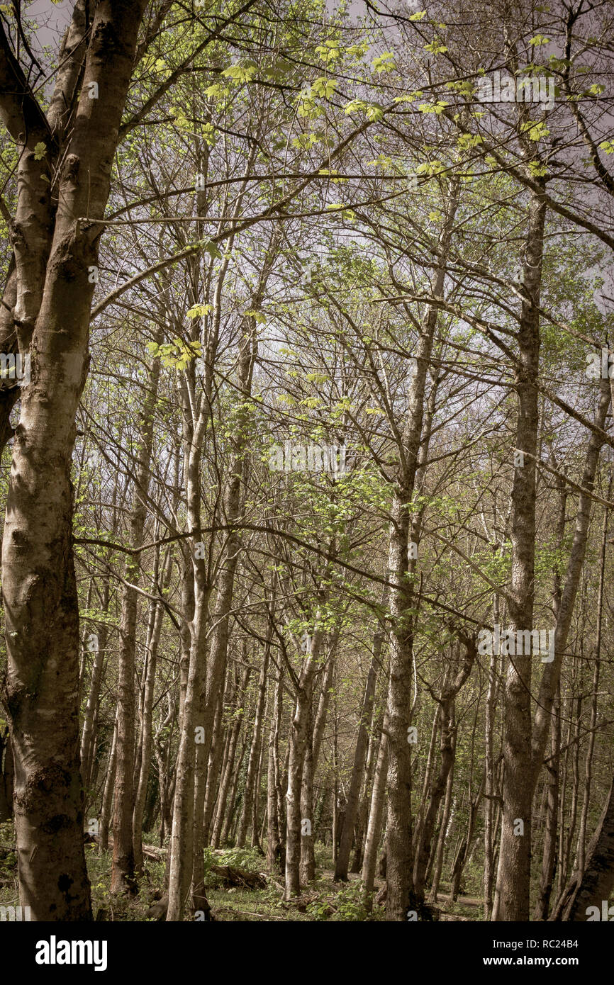 Aged image birch tree forest with new spring growth in vertical ...