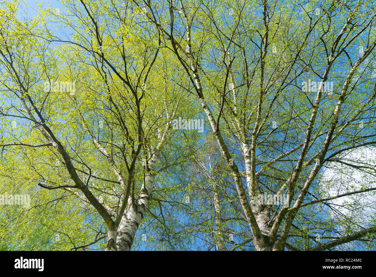 Looking up through silver birch trees with spring growth contrasting ...