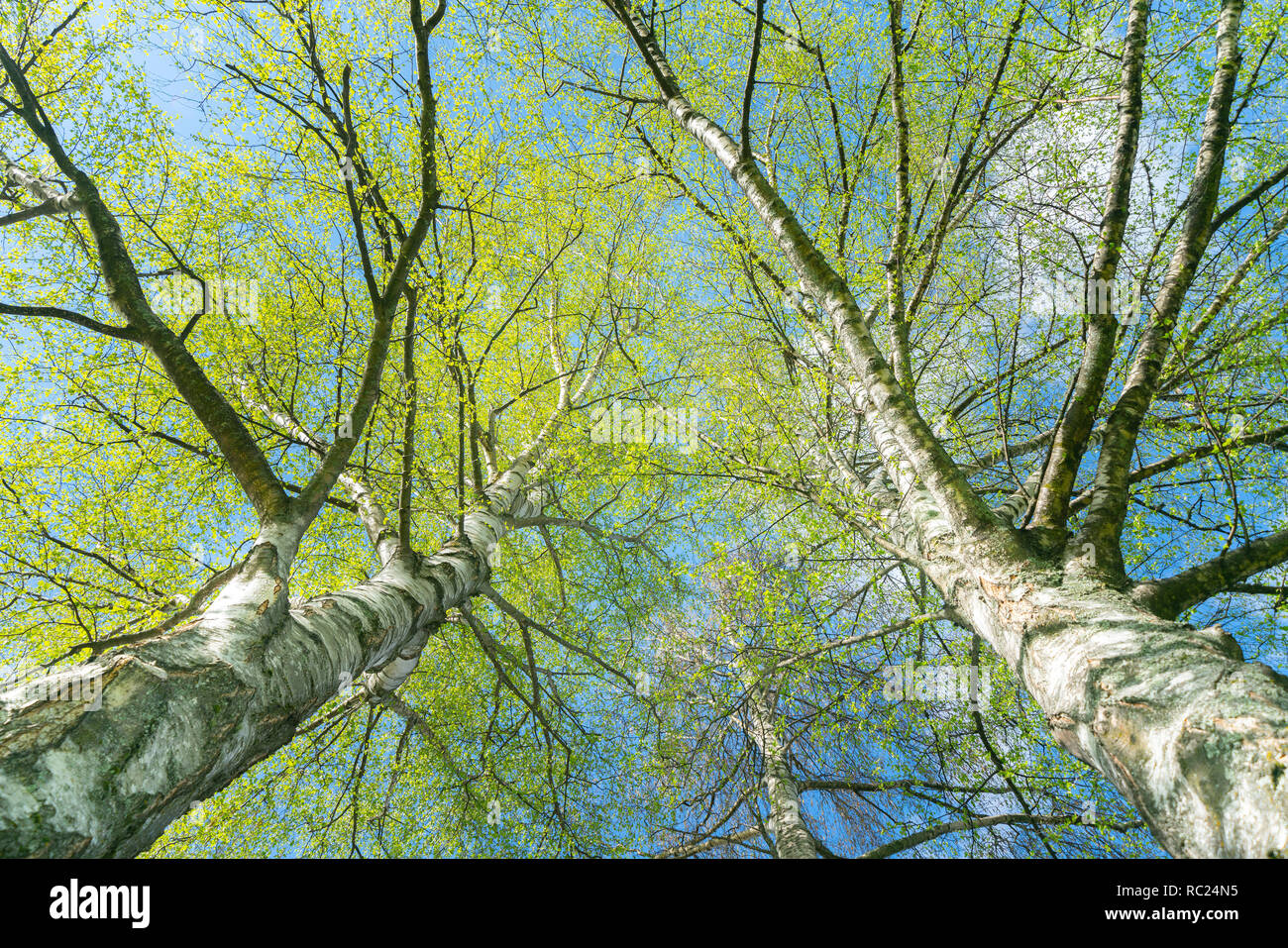 Looking up through silver birch trees with spring growth contrasting ...
