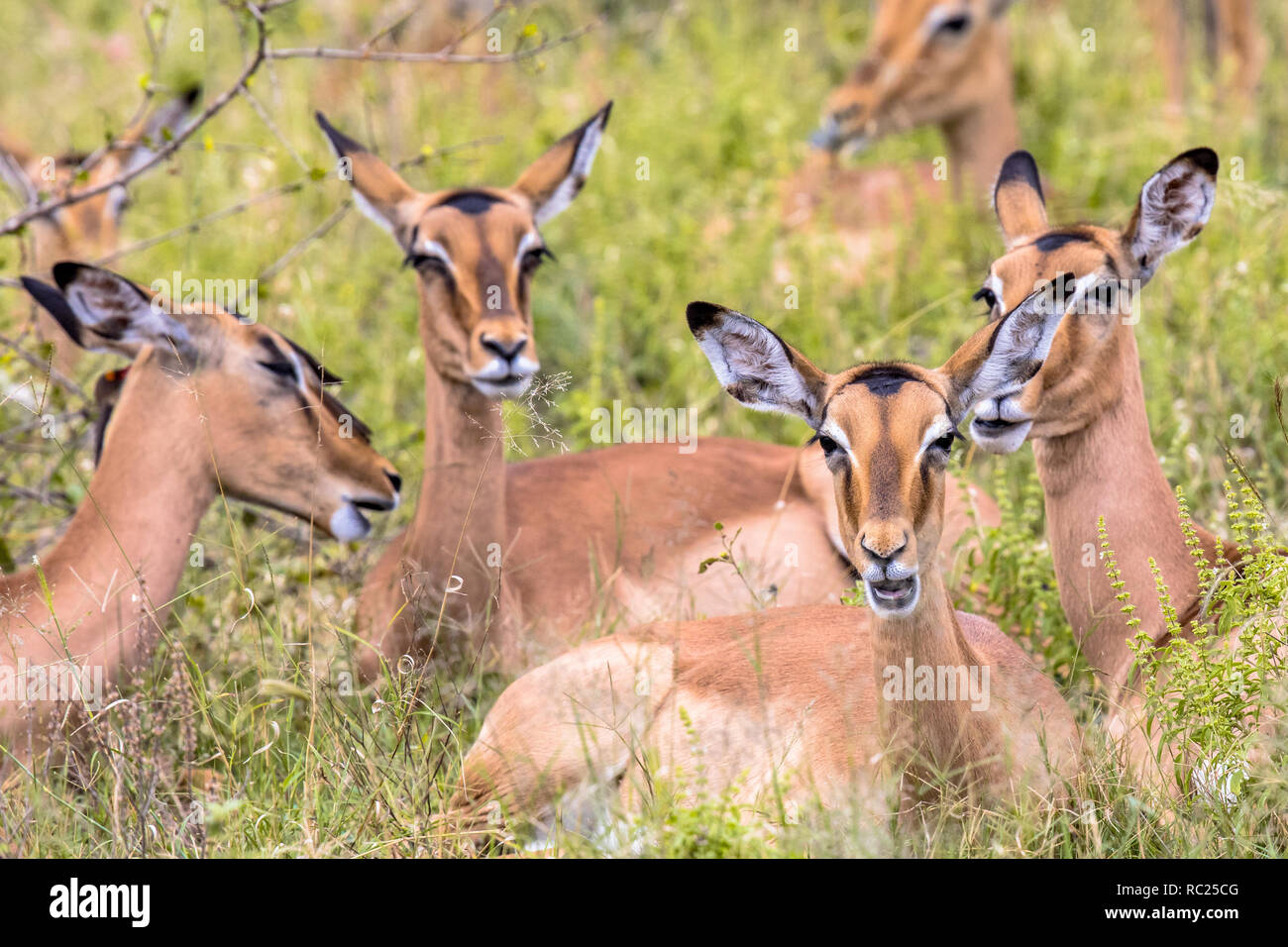 Green savanna hi-res stock photography and images - Alamy