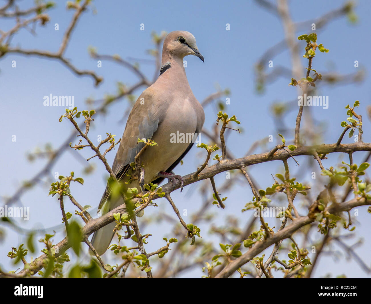 Cape turtle dove (Streptopelia capicola) perched on branch with bright ...