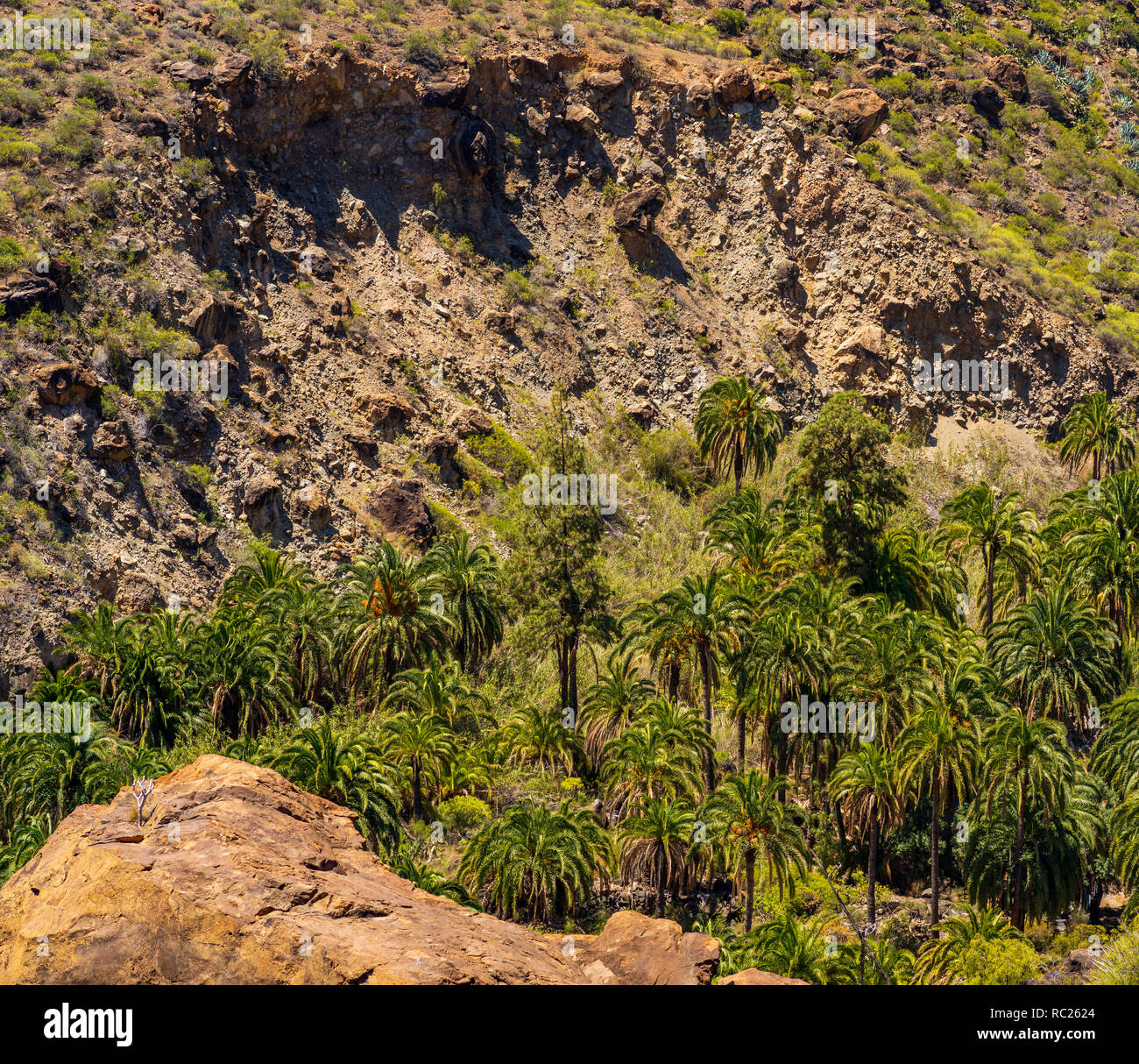 Palm valley hi-res stock photography and images - Alamy